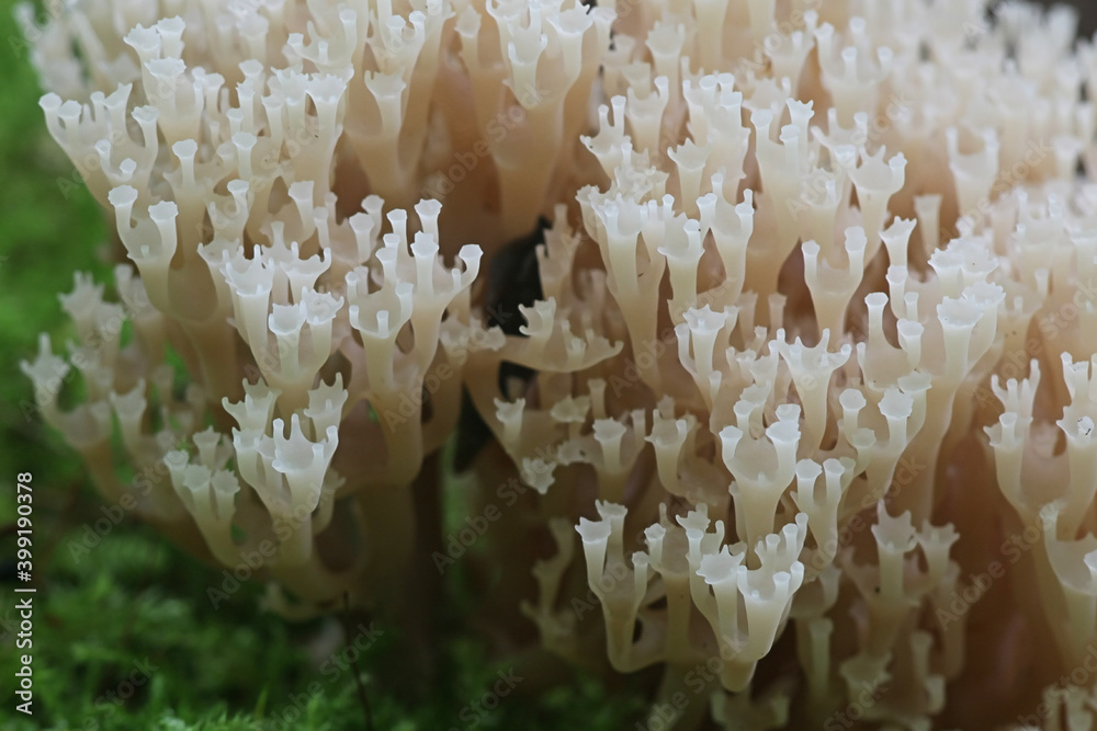Artomyces pyxidatus, known as crown coral, crown-tipped coral fungus or ...