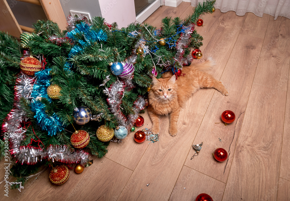 Pet cat destroys Christmas tree. A cat looks innocent at broken ...