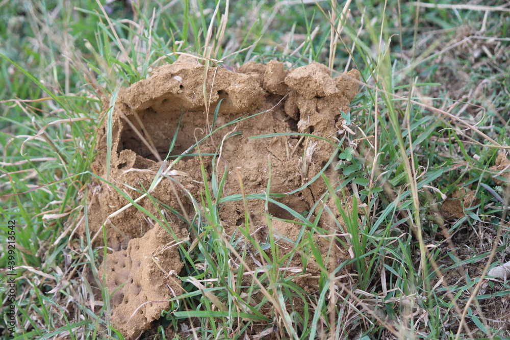 picture of a snake house made up of red colored mud or soil.indian ...
