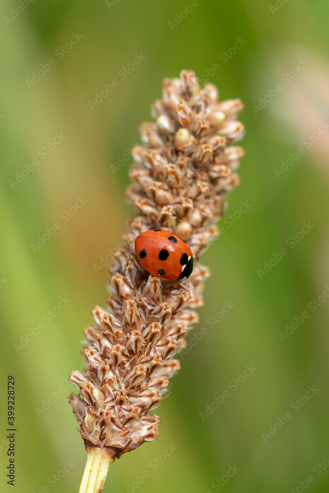 Ladybug, (coccinella septempunctata) a red beetle with seven spots ...