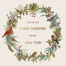 Christmas Robin Holly Branch Free Stock Photo - Public Domain Pictures
