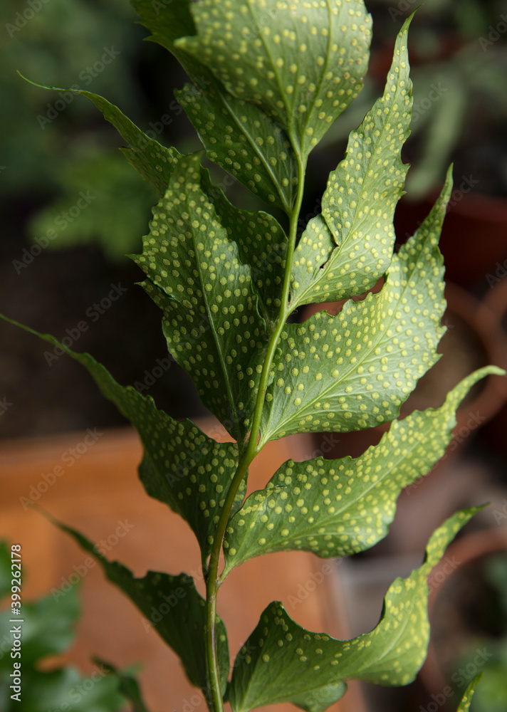 Стоковое фото «Botany. Flora propagation. Closeup view of a Cyrtomium ...