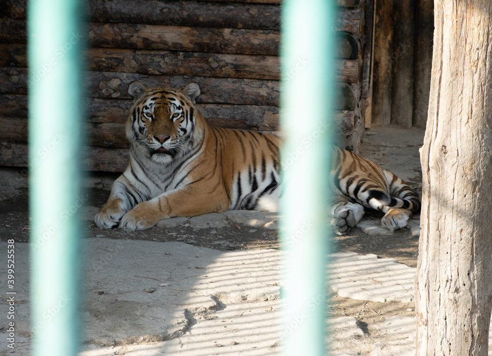 Big beautiful tiger behind bars in the zoo Stock Photo | Adobe Stock