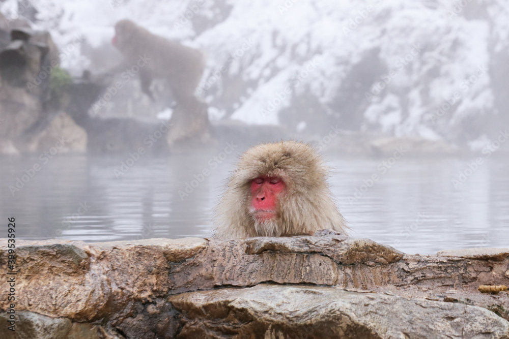 Snow monkeys soak in hot springs of Japan (温泉に入るニホンザル) Stock Photo ...