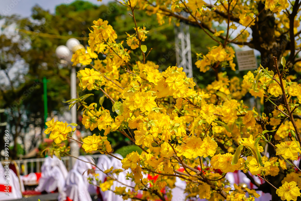 Hoa Mai tree (Ochna Integerrima) flower, traditional lunar new year ...