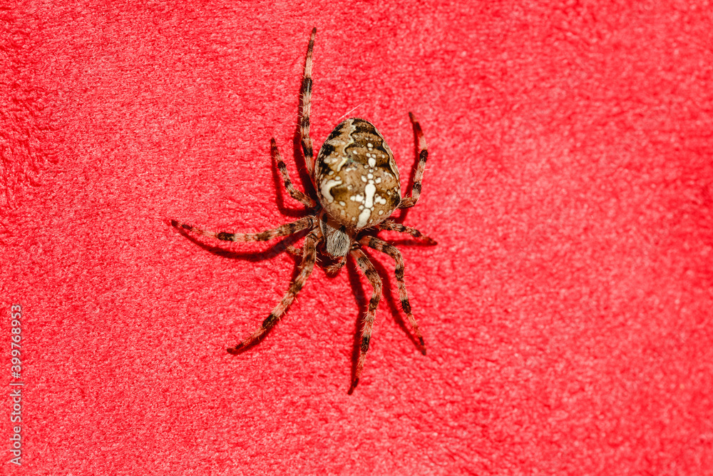 Spider cross. Wild dangerous poisonous arachnid. Arachnophobia. Fear of ...