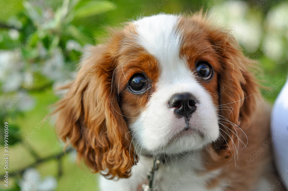 Cavalier King Charles Spaniel szczeniak wiosna Stock Photo | Adobe Stock