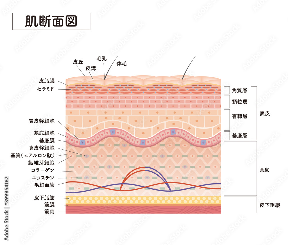 Cross section of the skin 7 front Stock Vector | Adobe Stock