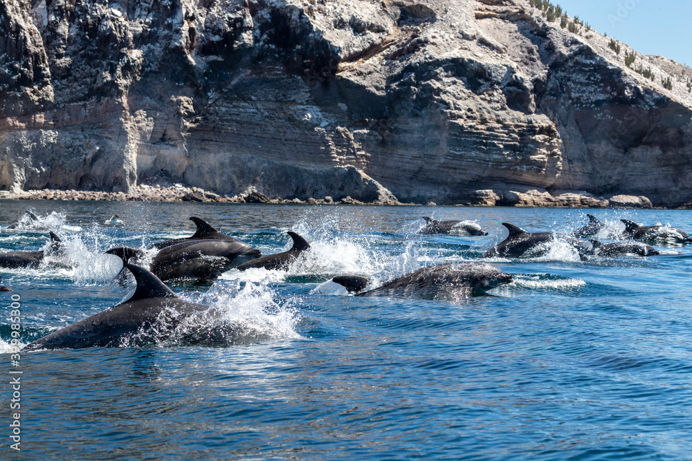 Adult bottlenose dolphins (Tursiops truncatus) surfacing near Isla San Pedro Martir, Baja ...