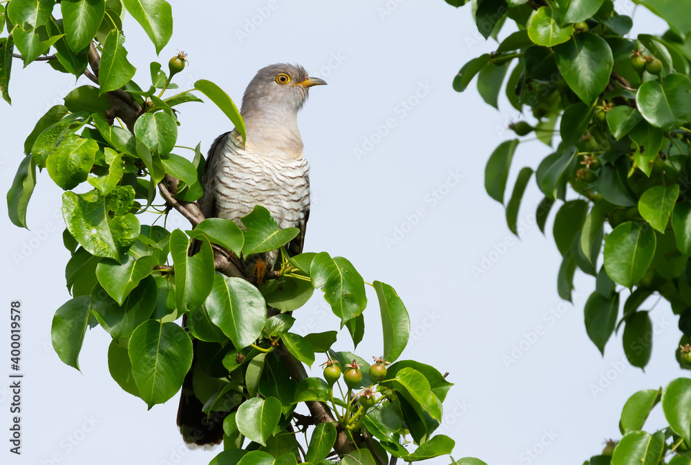 Common cuckoo, Cuculus canorus. The bird sits on a fruit tree among ...
