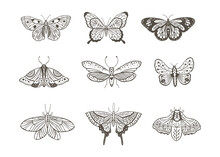 Butterfly Moth Vintage Art Free Stock Photo - Public Domain Pictures