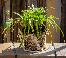 Agapanthus With External Root Mass Free Stock Photo - Public Domain ...