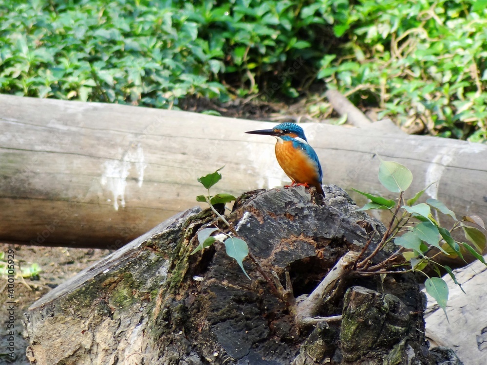 Foto de Stock Birds are a group of warm-blooded vertebrates ...