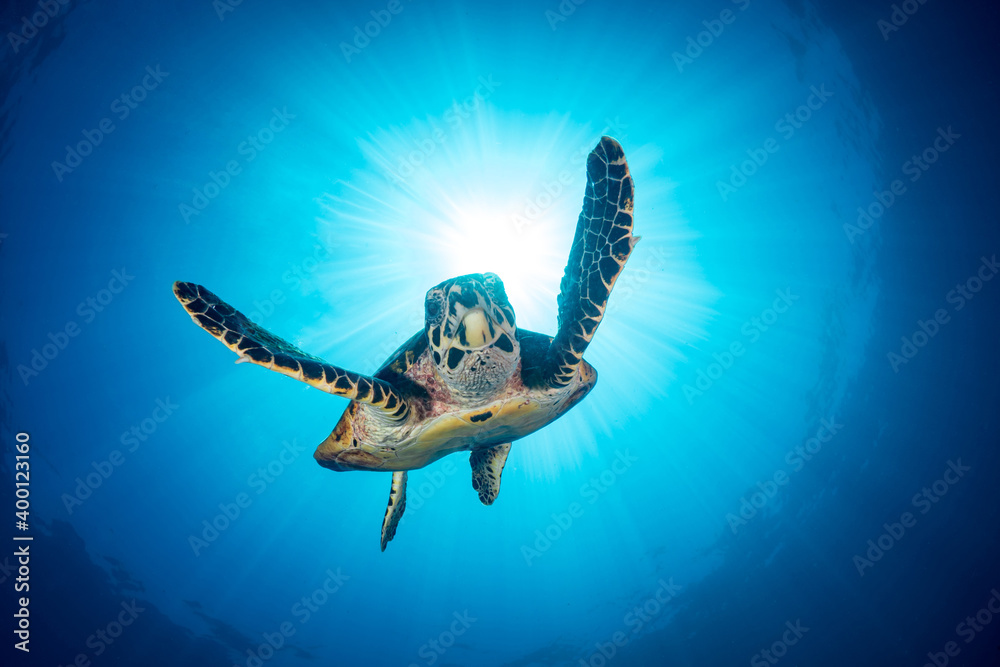 Female Hawksbill turtle swimming around coral reef with sun rays ...