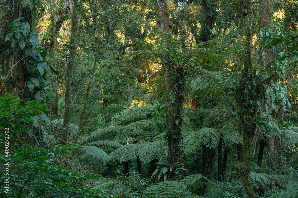 Foto de Stock Paisagem de floresta na Serra do Mar no Paraná, Brasil ...