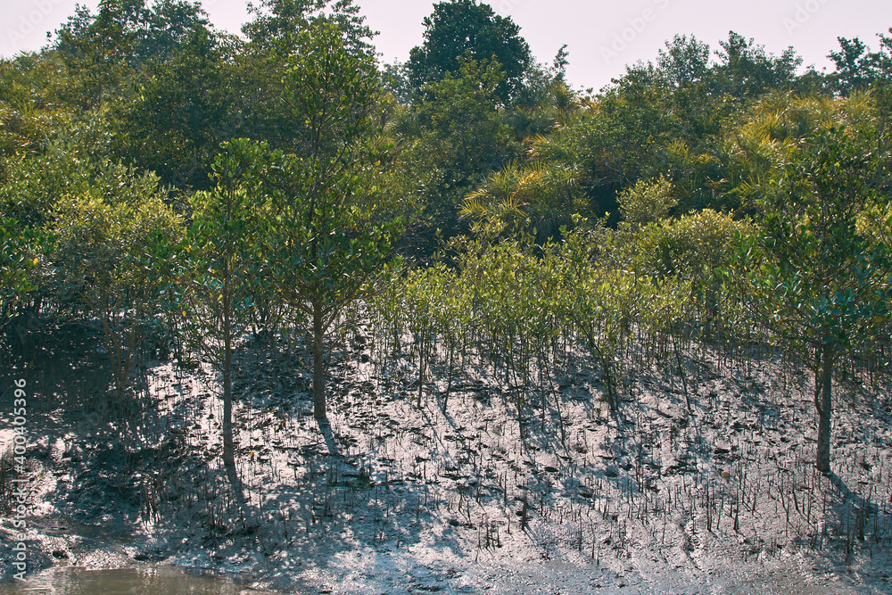 Photo Stock View of an unique natural biodiversity and sprawling water ...