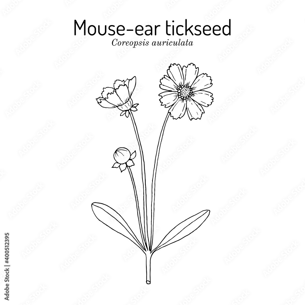 Mouse-ear tickseed Coreopsis auriculata , perennial plant Stock Vector ...