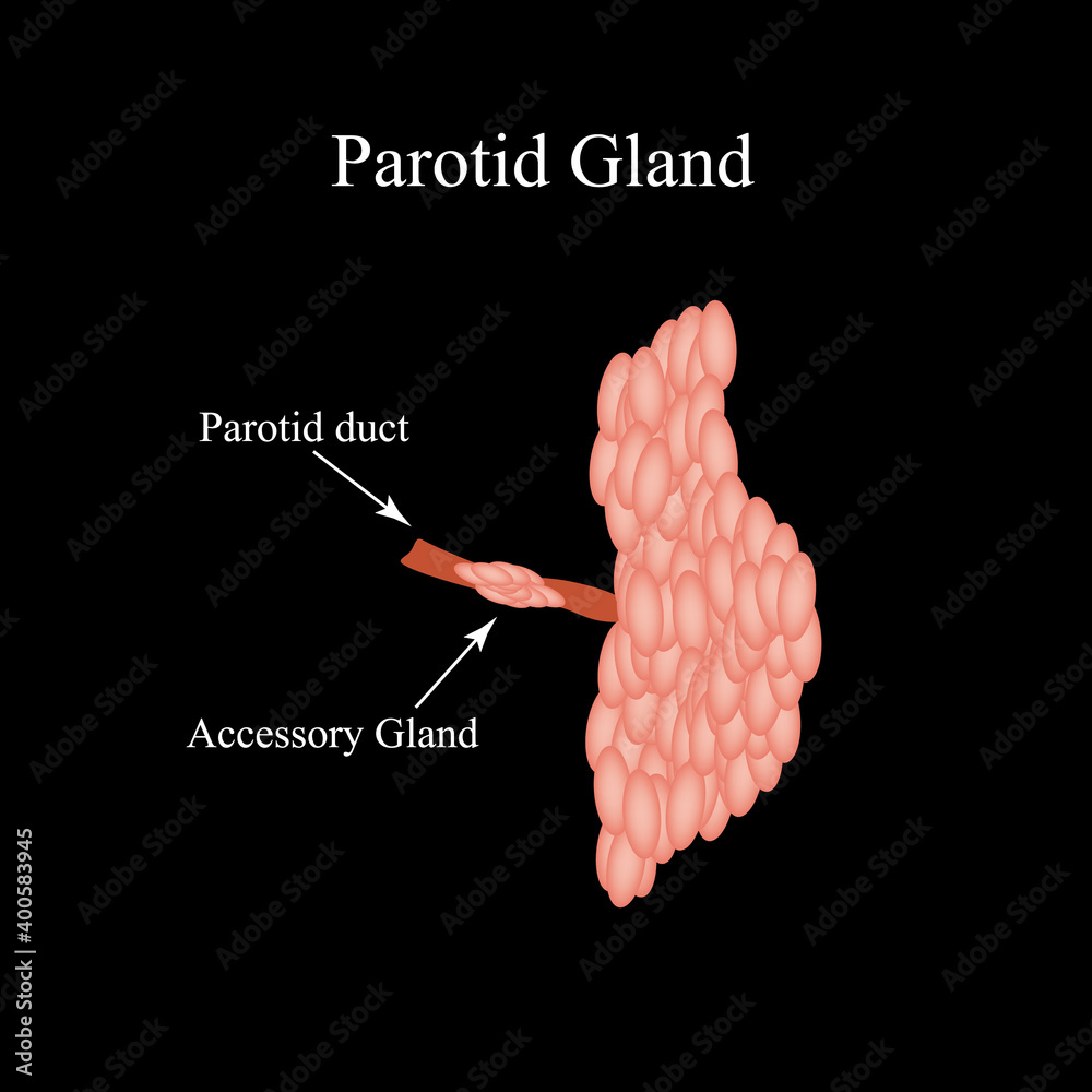 Parotid salivary gland. The structure of the parotid salivary gland ...