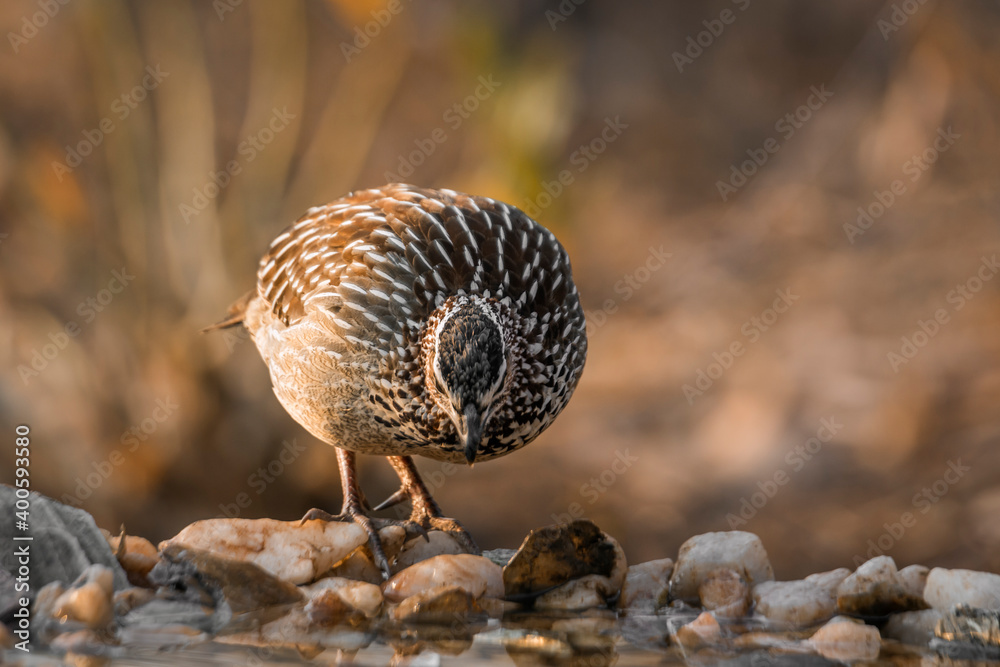 Crested Francolin standing at waterhole front view in Kruger National ...
