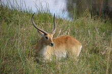 Red Lechwe Antelope Free Stock Photo - Public Domain Pictures