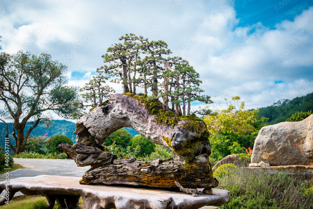 Very old Japanese Bonsai Tree. Bonsai and Penjing landscape with ...