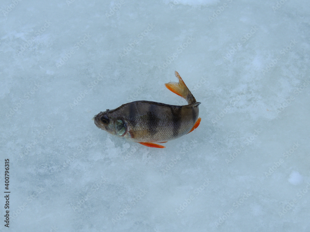 Freshwater fish isolated on white background. This fish known as the ...