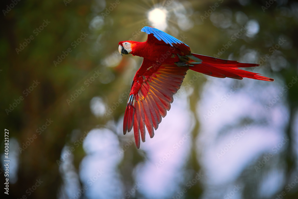 Stock-Foto „Colorful Scarlet Macaw parrot, flying, side view. Bright ...