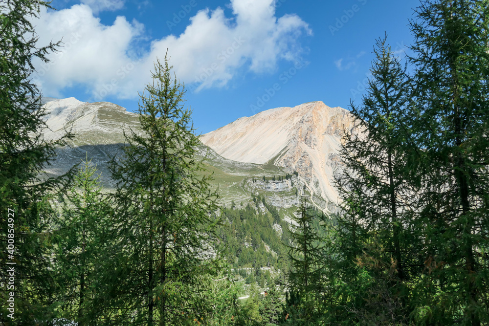 Close up view on a thick forest overgrowing the area of Italian ...