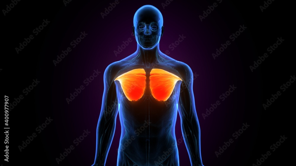 Ilustración de Stock 3d illustration of human muscular system torso ...