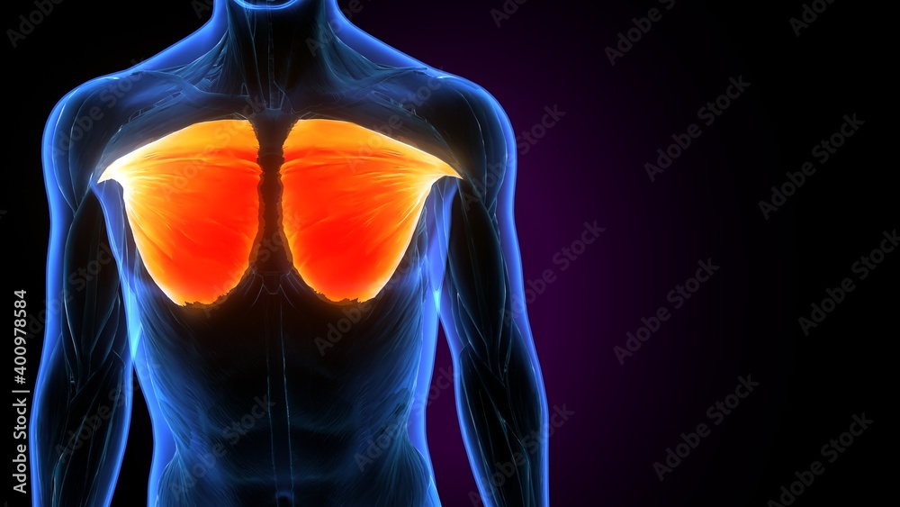 3d illustration of human muscular system torso muscles pectoral muscles ...