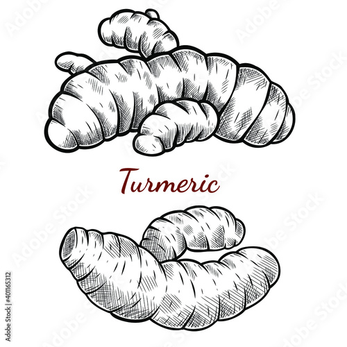 Vector sketch illustration of turmeric root set drawing isolated on ...