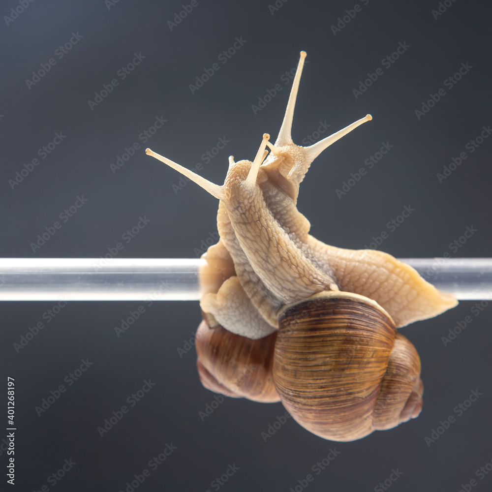 Helix pomatia. snails hang from a plastic tube. romance and ...