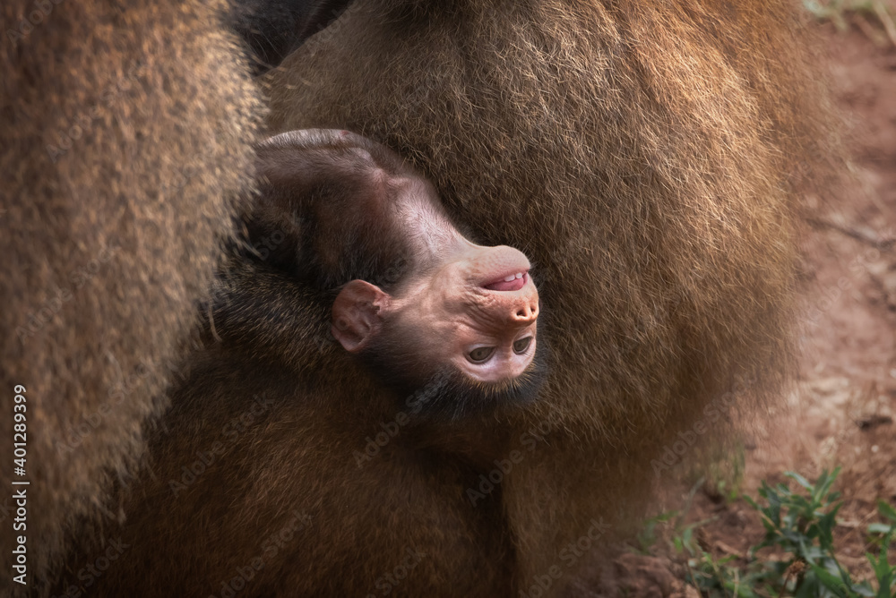 Funny baby monkey having fun while lying on belly of fluffy female ...