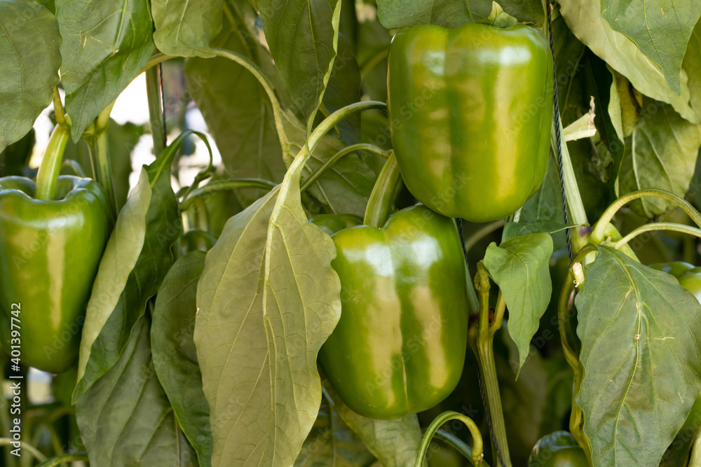 ิbeautiful bell pepper hanging on the bell pepper tree in the bell ...