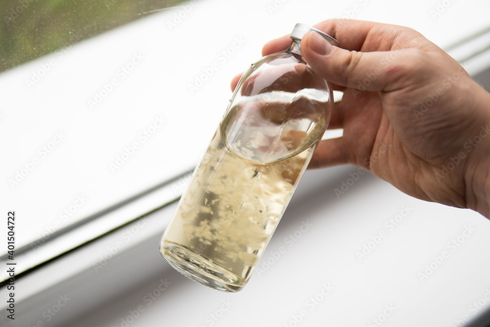 Psilocybe cubensis. Liquid culture of mycelium. Psilocybin mushroom ...