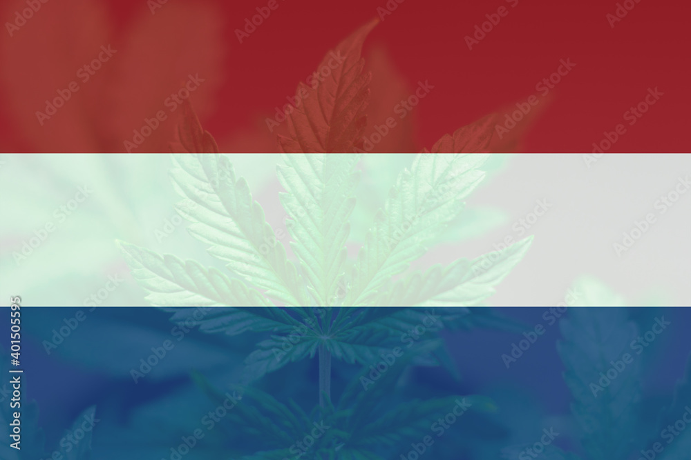leaf of cannabis marijuana on the flag of Netherlands. Cannabis ...