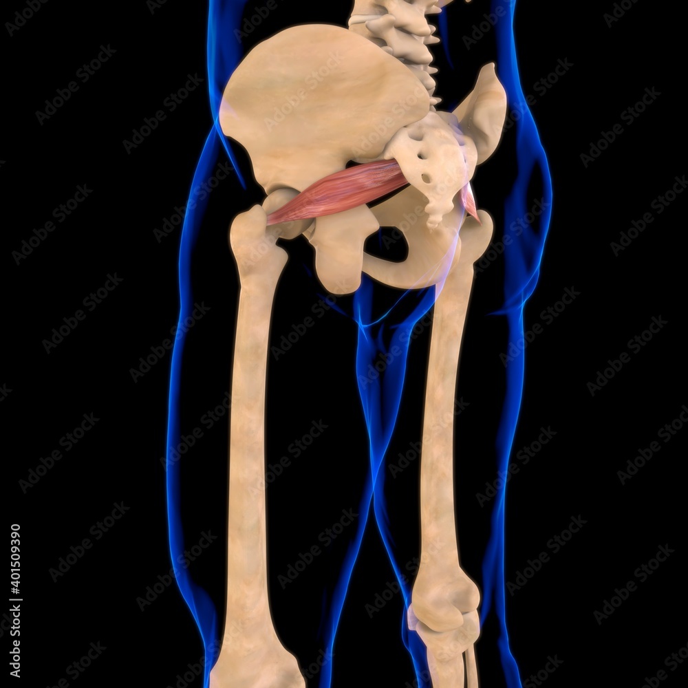 Piriformis Muscle Anatomy For Medical Concept 3D Illustration Stock ...