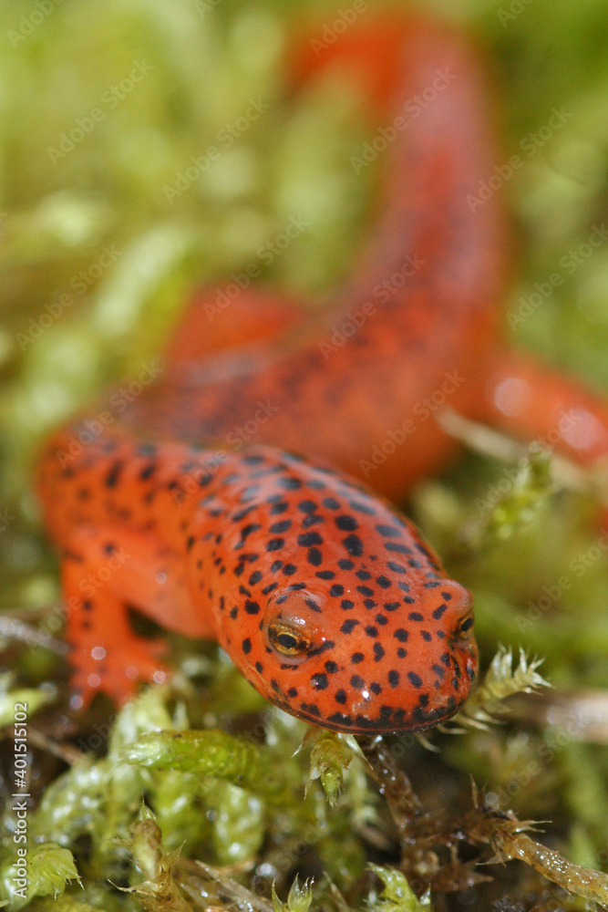 Pseudotriton ruber - Blue Ridge Red Salamander Stock Photo | Adobe Stock