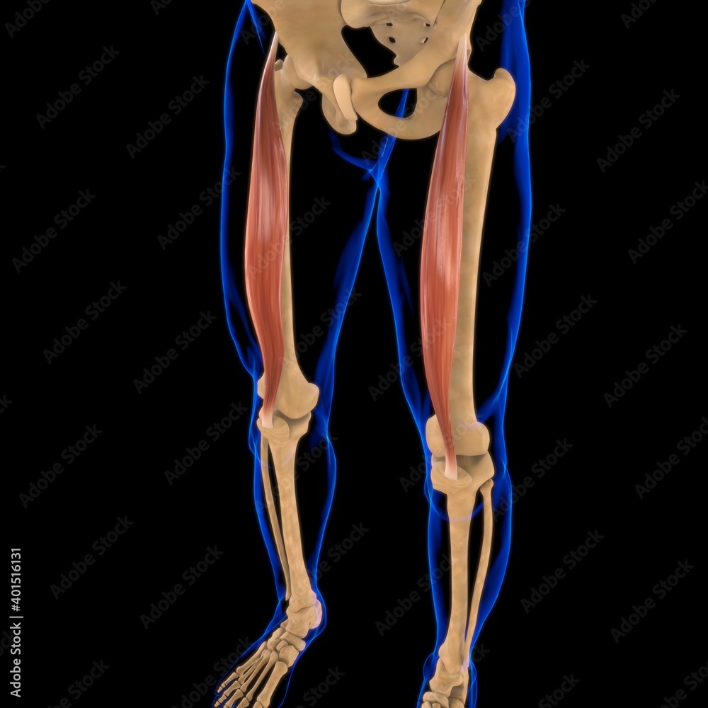 Rectus Femoris Muscle Anatomy For Medical Concept 3D Illustration Stock ...