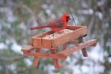 Male Cardinal Bird On Table Free Stock Photo - Public Domain Pictures