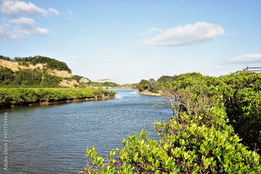Lush green mangroves with river in tropical coastal swamp in ...