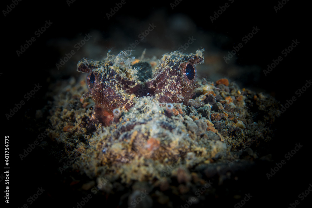 Foto de Stock Indian walkman scorpion fish aka spiny devil fish ...