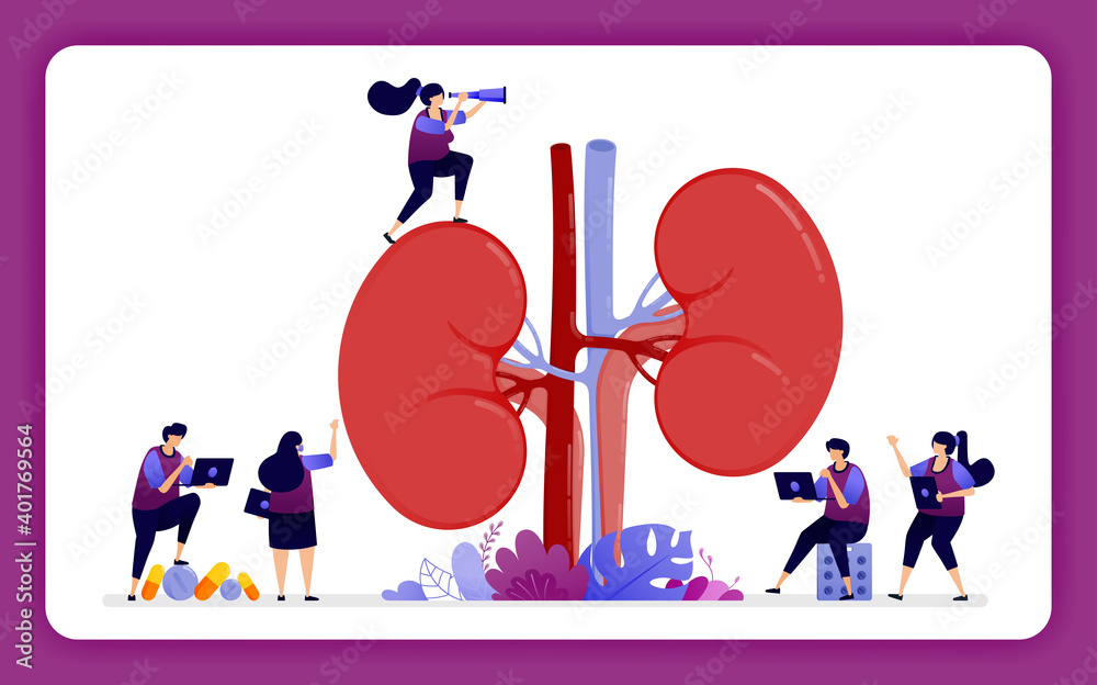 design illustration for kidney disease and treatment. anatomy of the ...
