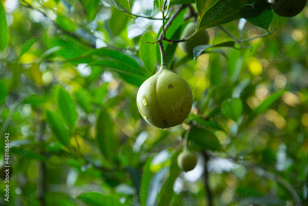 Yellow nutmeg fruit growing on a tree with water droplet running over ...