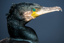 Cormorant Portrait Free Stock Photo - Public Domain Pictures