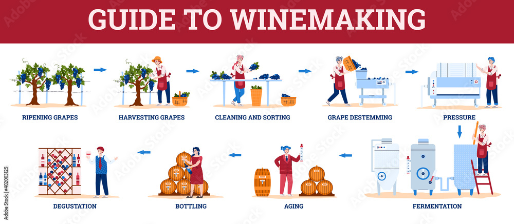Infographic guide to winemaking with winemakers characters, flat ...
