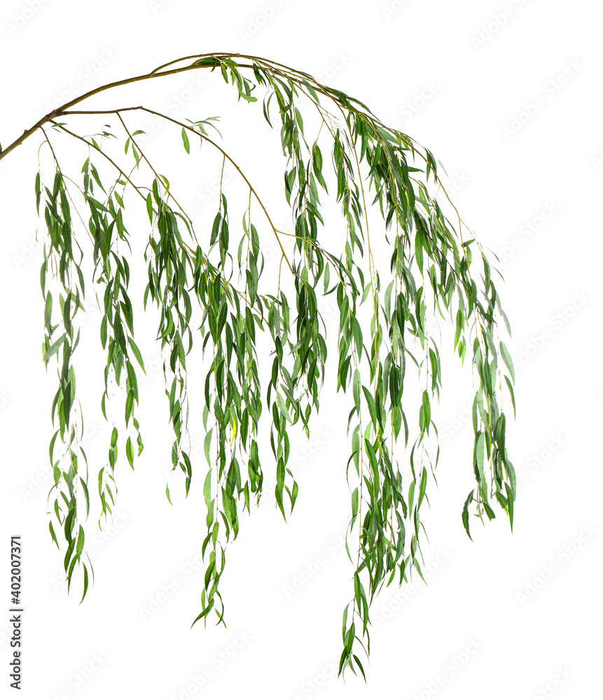 Beautiful willow tree branches with green leaves on white background ...