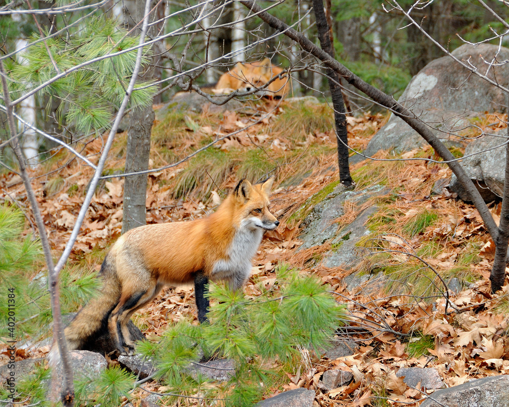 Red Fox stock photos. Fox animals close-up profile view in the forest ...