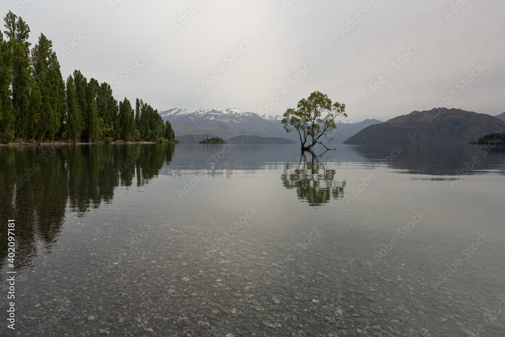 Wanaka tree and its reflection on Wanaka Lake during mornign light. New ...