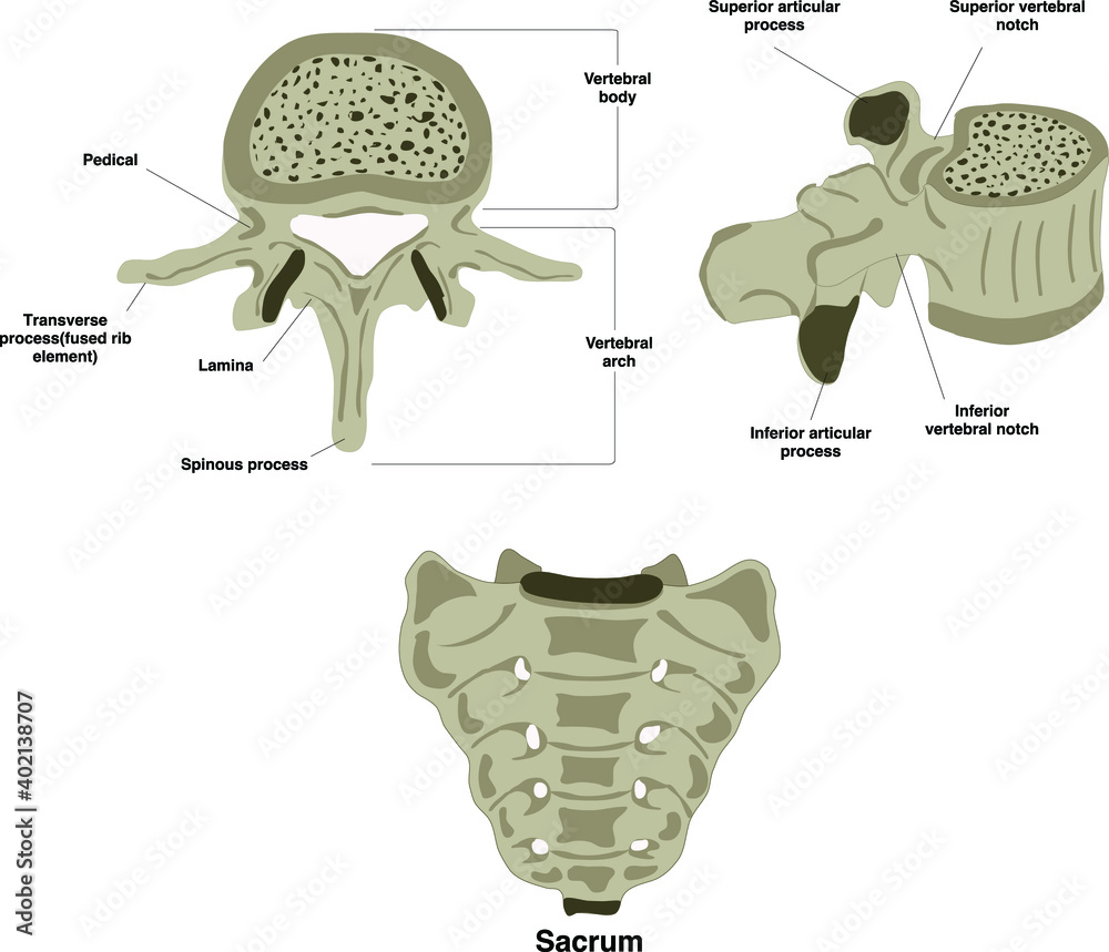 vertebral bones of thoracic cervical lumbar top and side view with ...